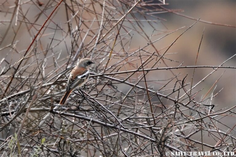 Birds of Pakistan – Re:Discover Pakistan